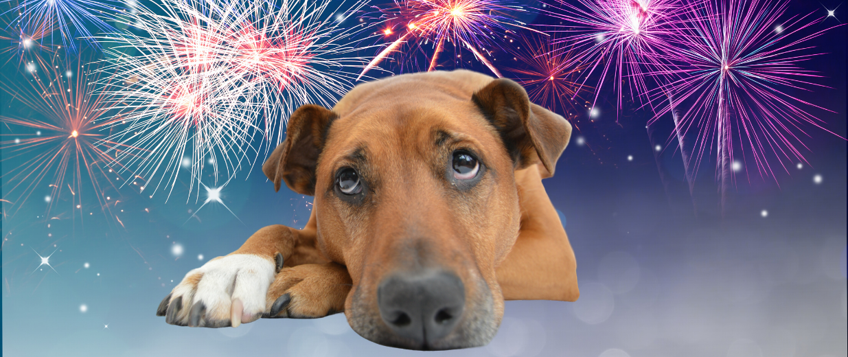 Firework phobias - why some animals get them