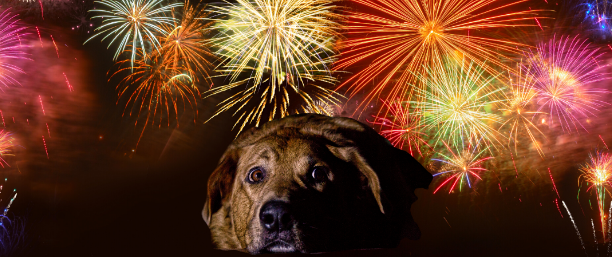 Fireworks: Tips for Terrified Dogs