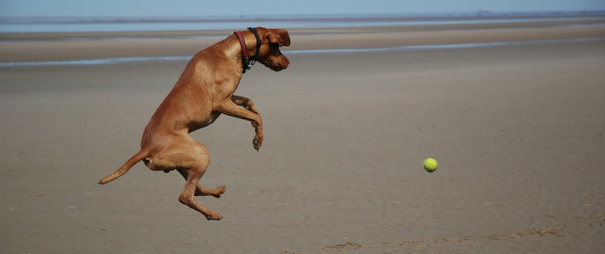 Time to Ditch the Ball Flinger - Cam4Animals