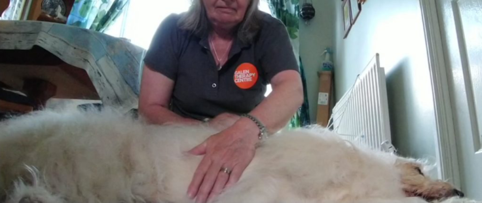 What is Fascia and is 'Myofascial Release' the Secret to Better Canine ...